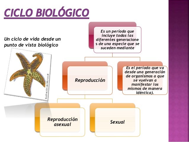 ciclo biológico de los seres vivos