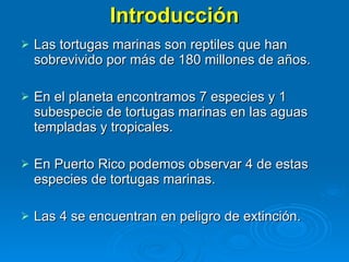Lo Que Debes Saber Sobre Tus Tortugas Marinas | PPT