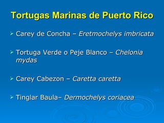 Lo Que Debes Saber Sobre Tus Tortugas Marinas | PPT