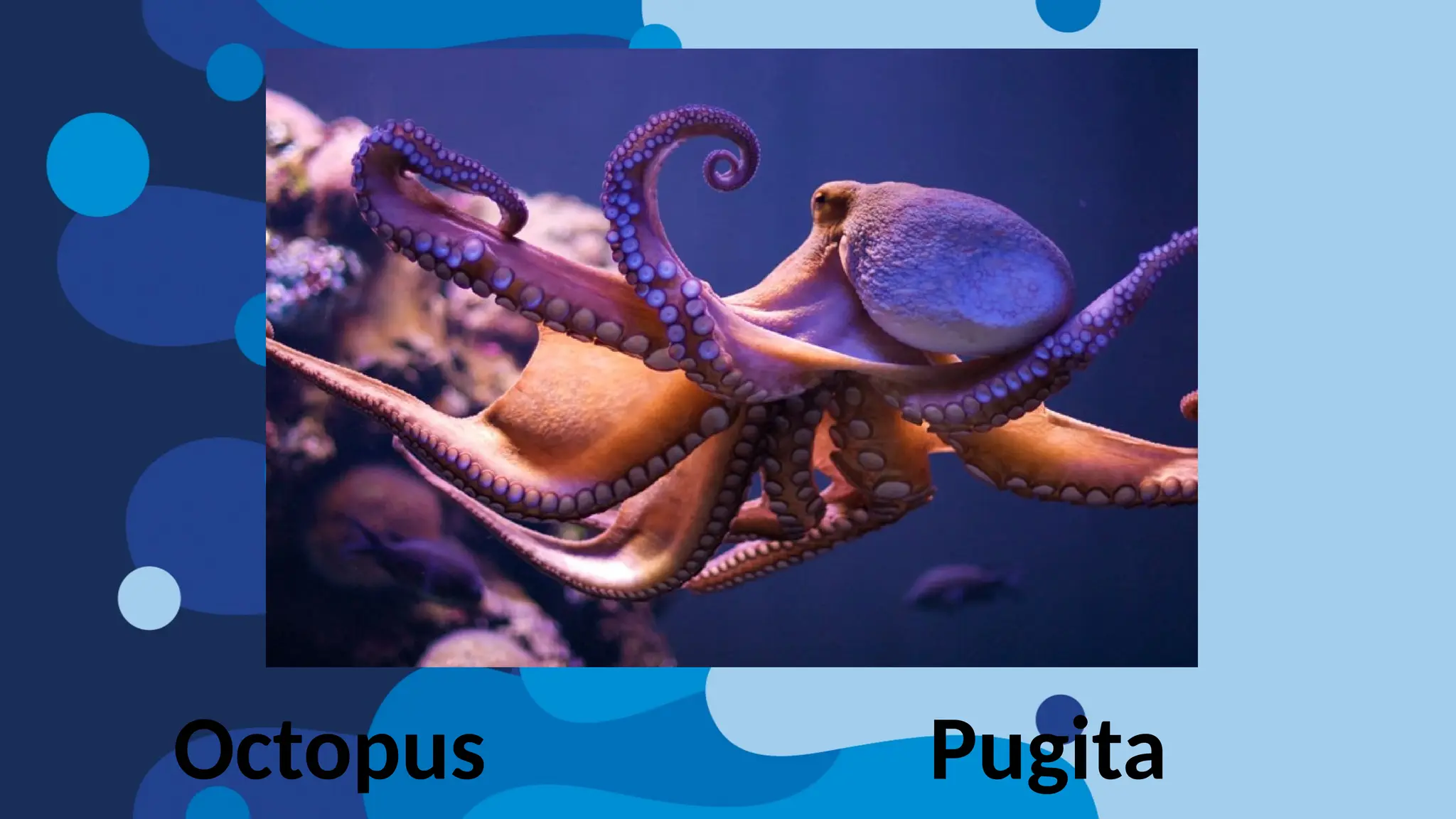 Learning outcome 1 Seafood and shellfish.pptx