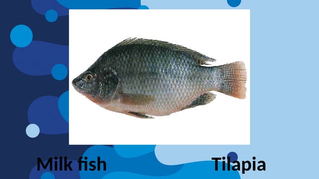 Learning outcome 1 Seafood and shellfish.pptx | Fish and Aquariums | Pets