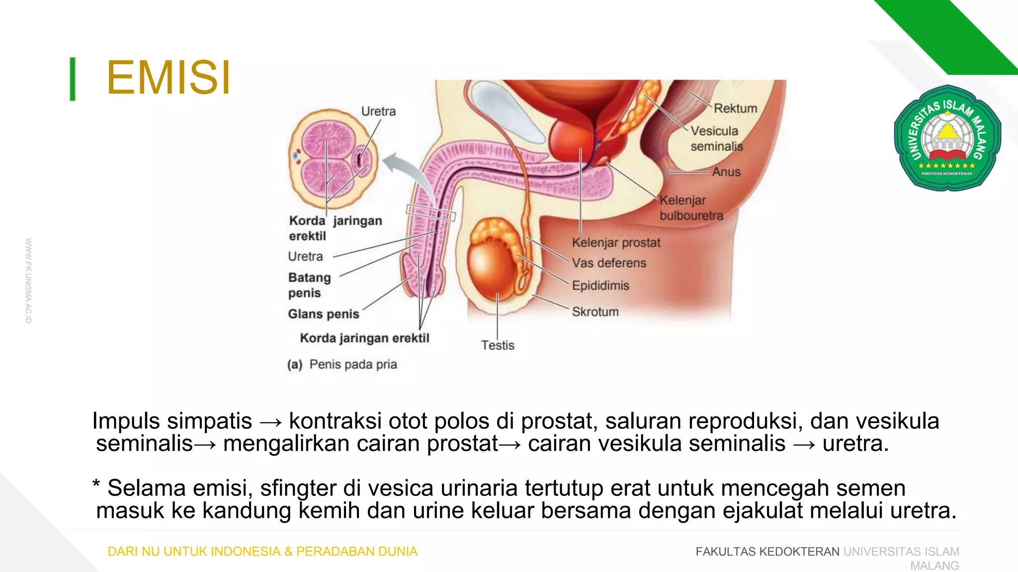 lo 3 (B) FISIOLOGI EREKSI EJAKULASI.pptx
