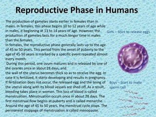 Reaching the age of adolesense | PPTX