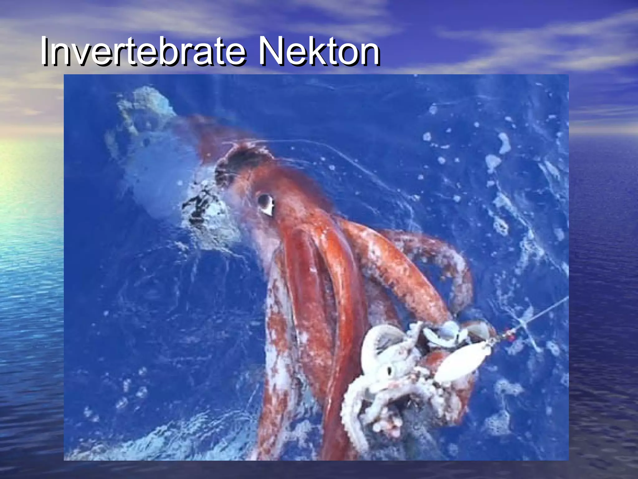 Lo4 marine life | PPT