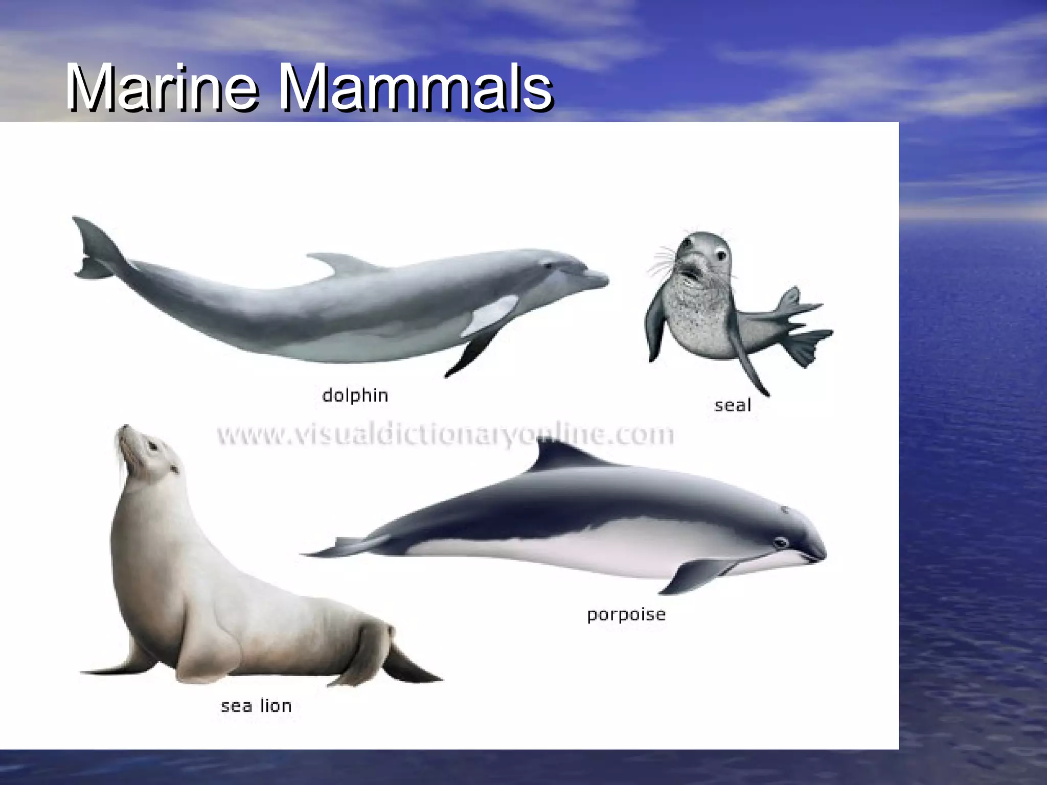 Lo4 marine life | PPT