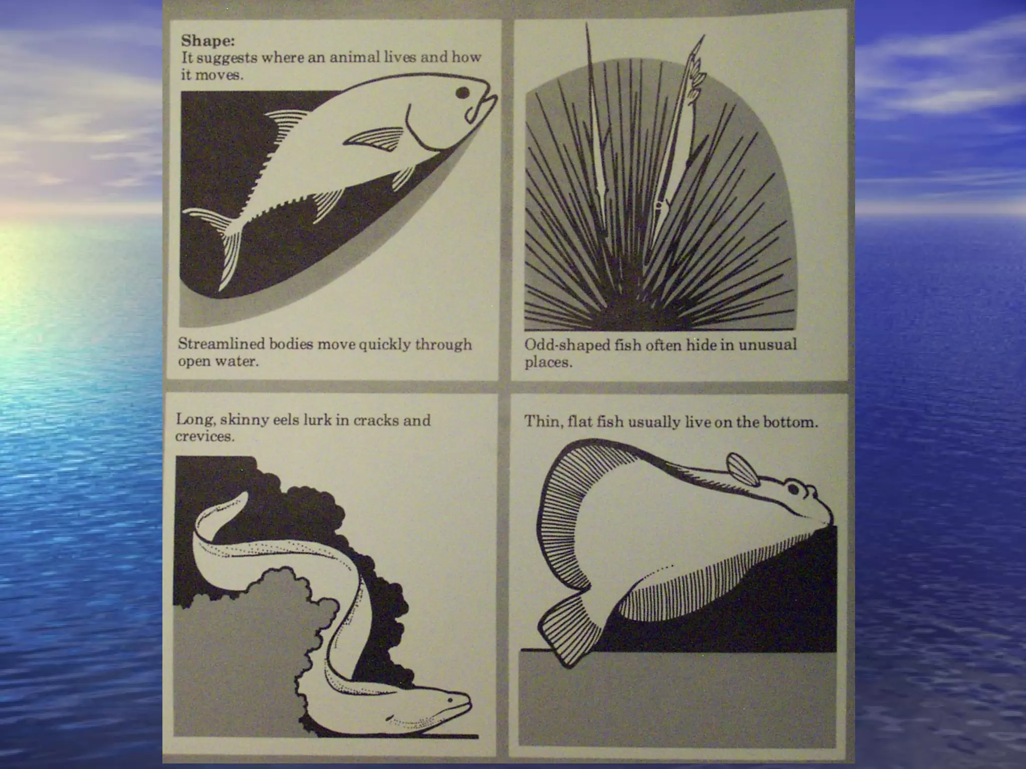 Lo4 marine life | PPT