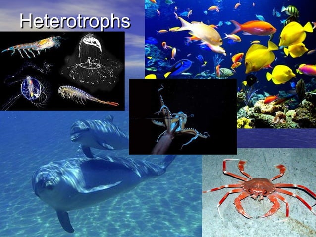 Lo4 marine life | PPT