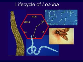Loa Loa cope by Dr. Nutman | PPT