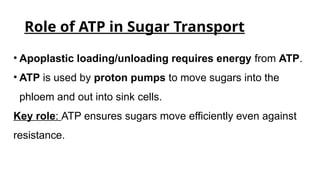 Loading and Unloading of Photosynthates by Sikandar Hayat.pptx
