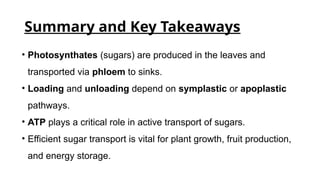 Loading and Unloading of Photosynthates by Sikandar Hayat.pptx