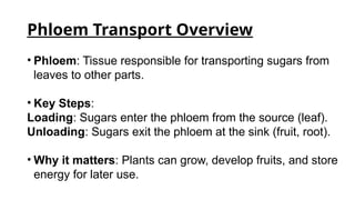 Loading and Unloading of Photosynthates by Sikandar Hayat.pptx
