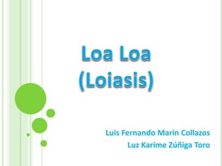 Loa loa | PPT