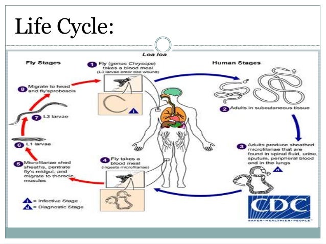 Loa loa - Alchetron, The Free Social Encyclopedia