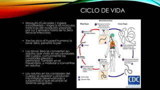 filariasis Loa loa (loiasis) | PPTX