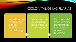 filariasis Loa loa (loiasis) | PPTX
