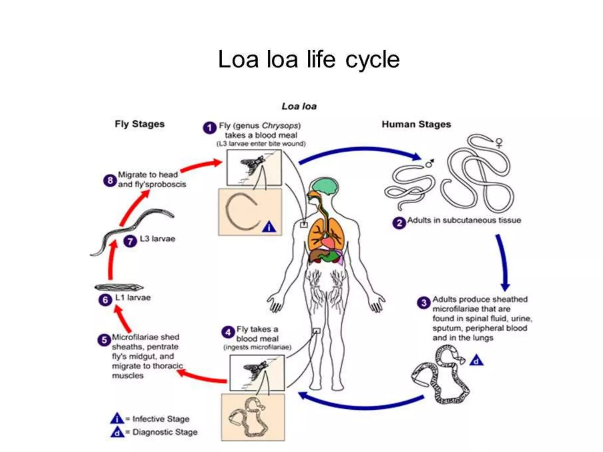 Loa loa parasitology | PPTX