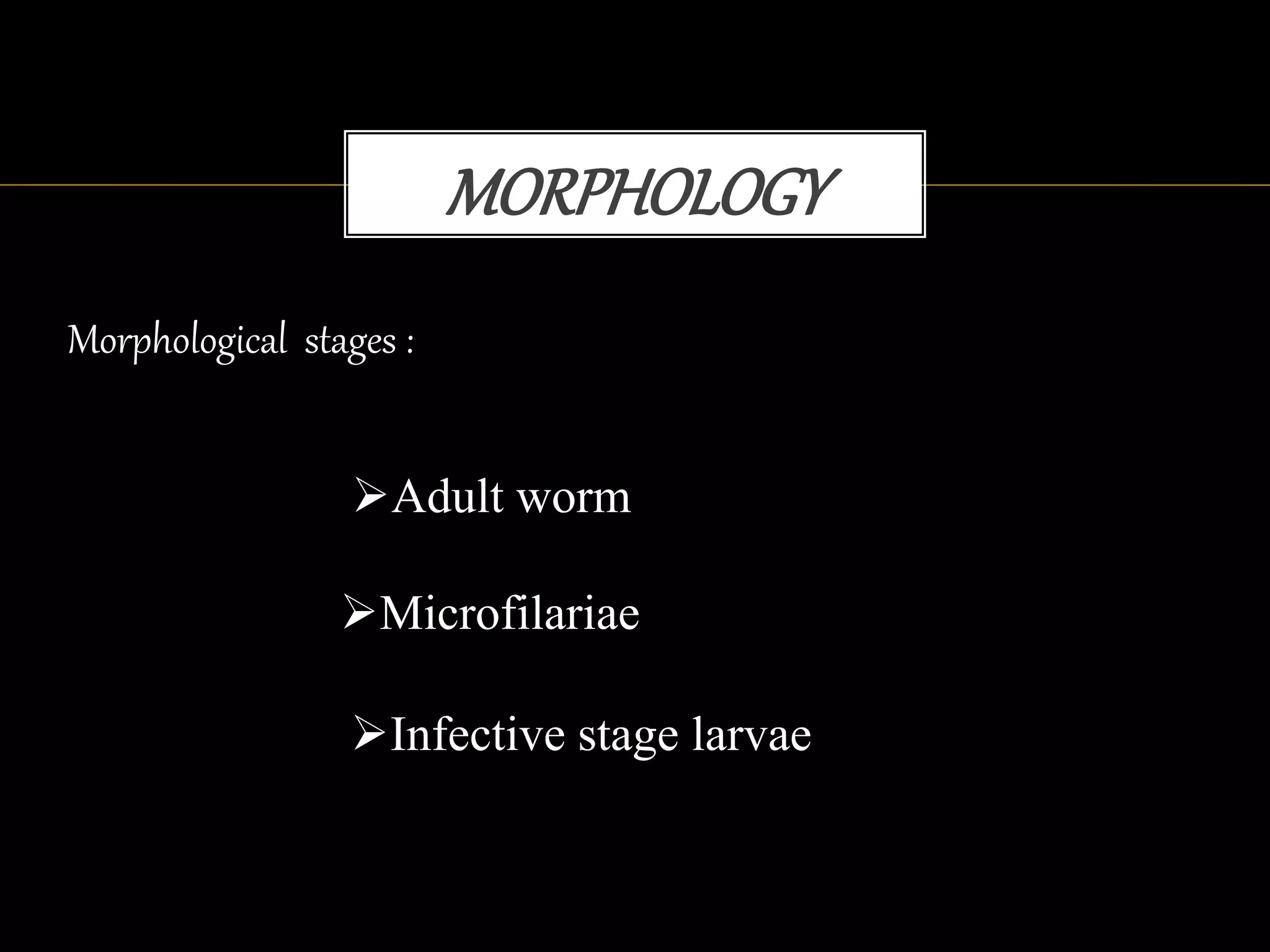 Loa loa parasitology | PPTX