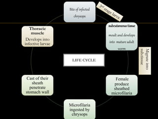 Loa loa parasitology | PPTX
