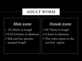 Loa loa parasitology | PPTX
