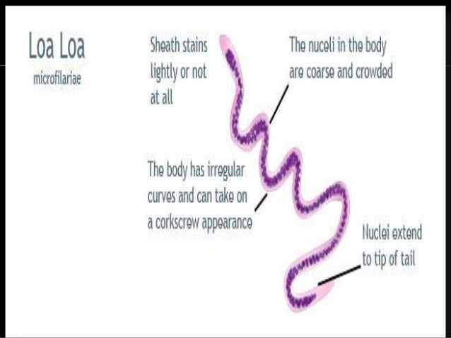 Loa loa parasitology