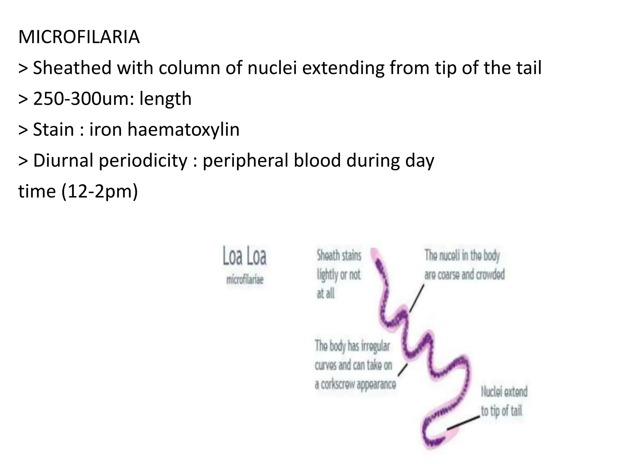 loa loa pptx.pptx africa eye worm loiasis | PPT