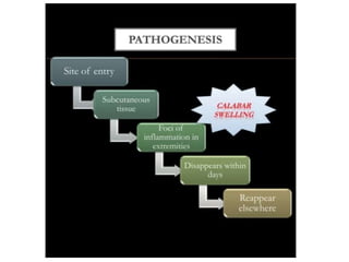 loa loa pptx.pptx africa eye worm loiasis | PPT