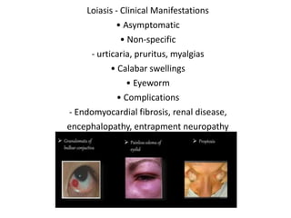 loa loa pptx.pptx africa eye worm loiasis | PPT