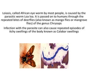 loa loa pptx.pptx africa eye worm loiasis | PPT