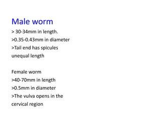 loa loa pptx.pptx africa eye worm loiasis | PPTX