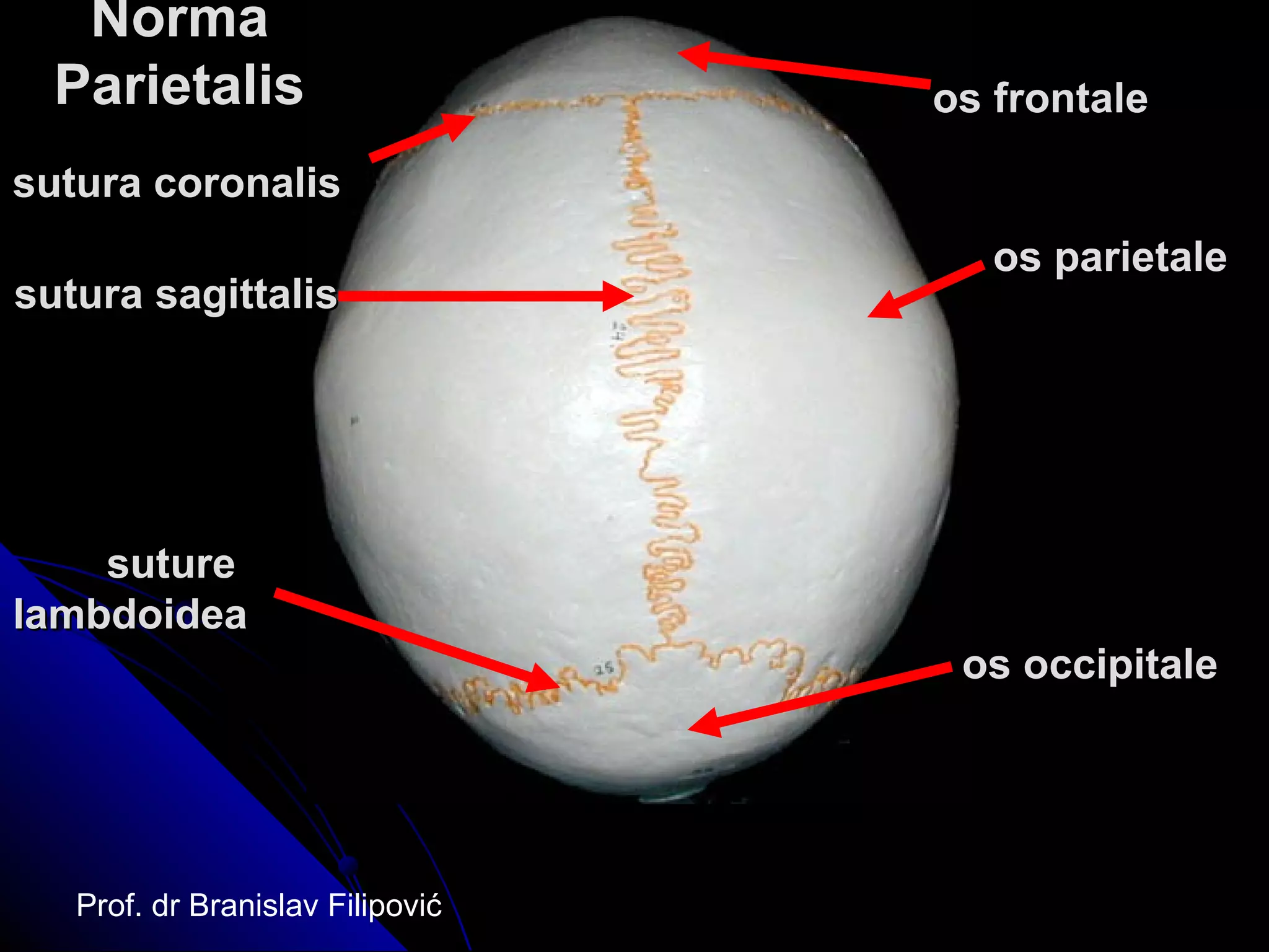 Anatomija kosti lobanje | PPS