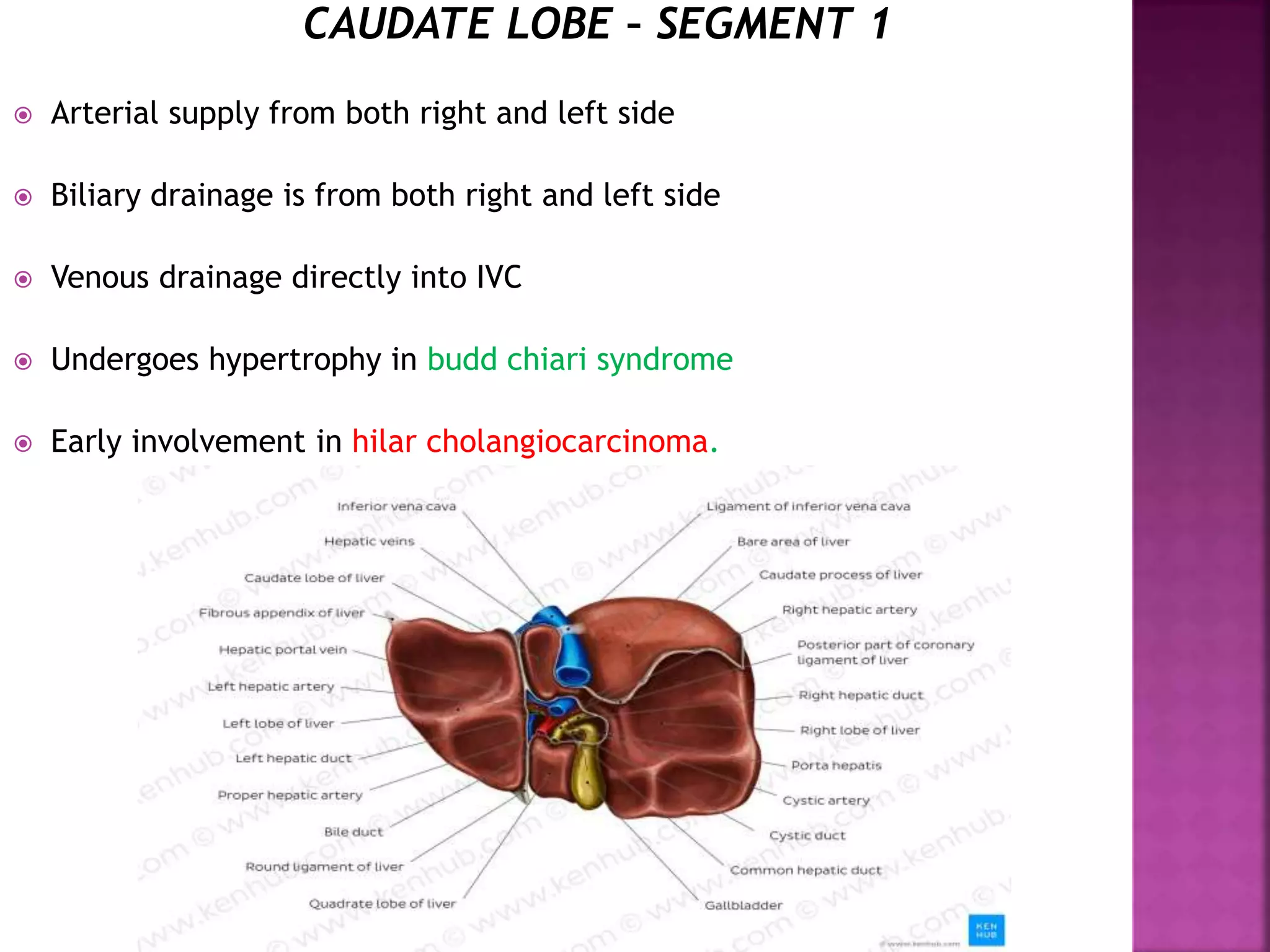 lobar anatomy liver radiology.pptx