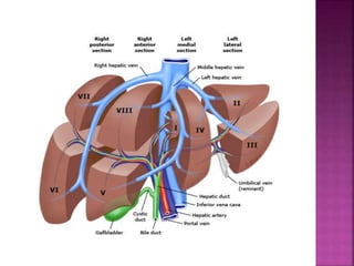 lobar anatomy liver radiology.pptx