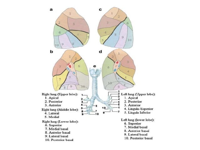 lobar collapse xray.pptx