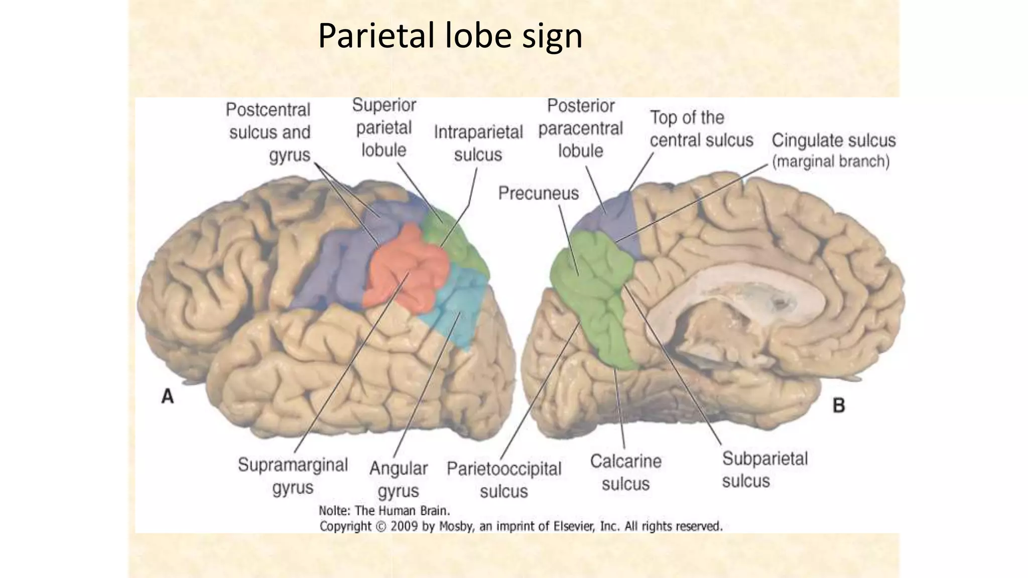 Frontal and Parietal Lobe sign | PPTX
