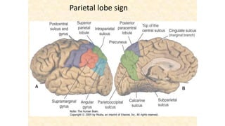 Frontal and Parietal Lobe sign | PPTX