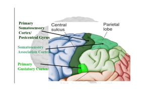 Comprehensive Overview of Brain Lobes and Their Functions | PPTX