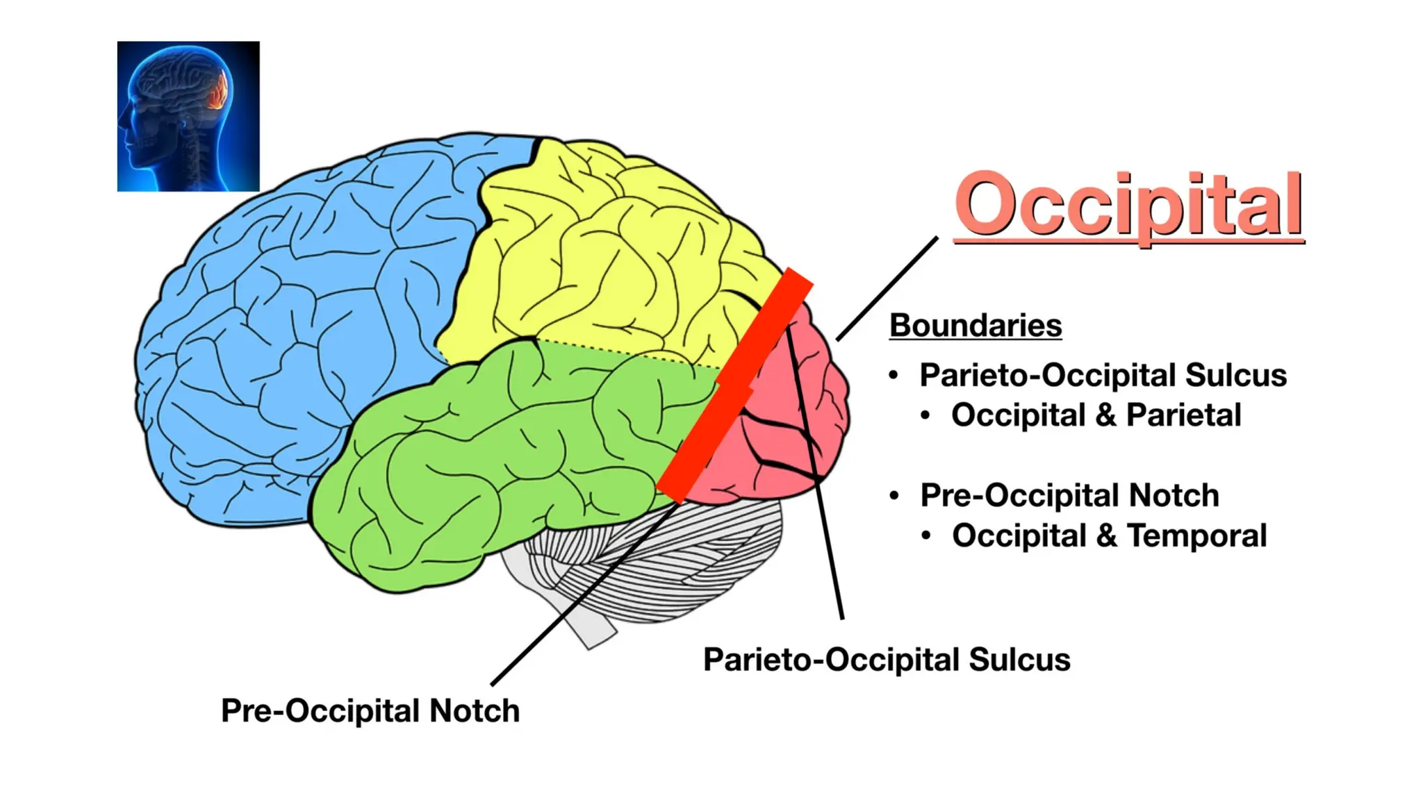 lobes of brain ( parietal, temporal, occipital) | PPTX