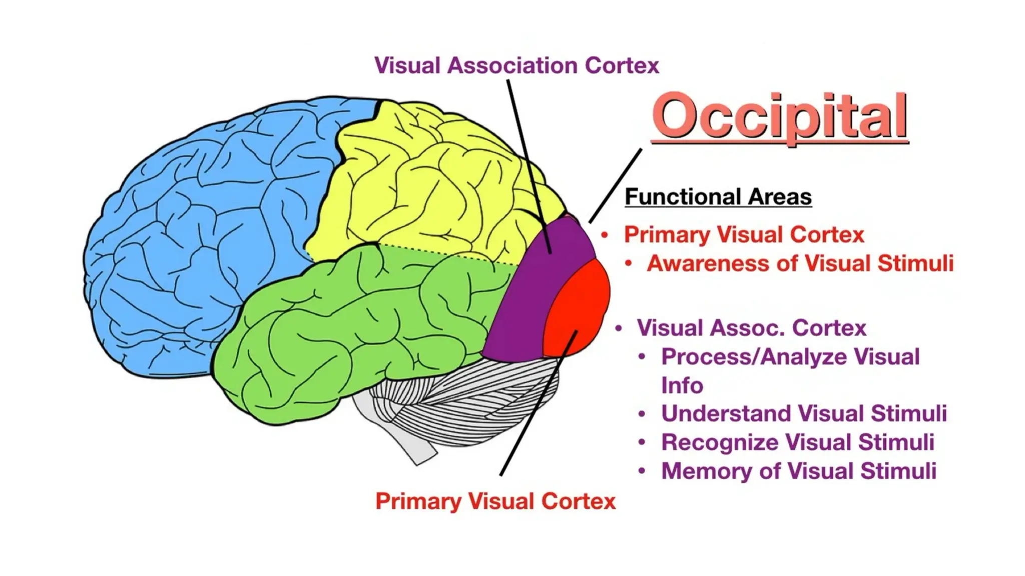 lobes of brain ( parietal, temporal, occipital) | PPTX