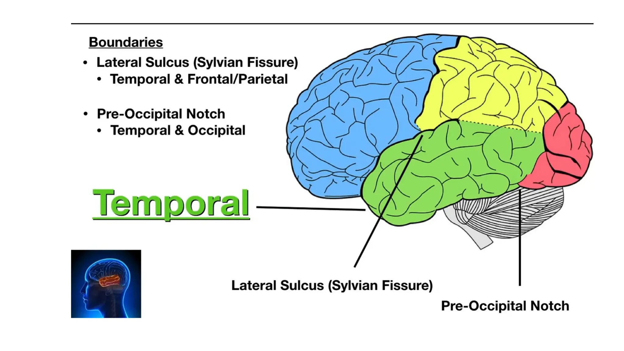 lobes of brain ( parietal, temporal, occipital) | PPTX