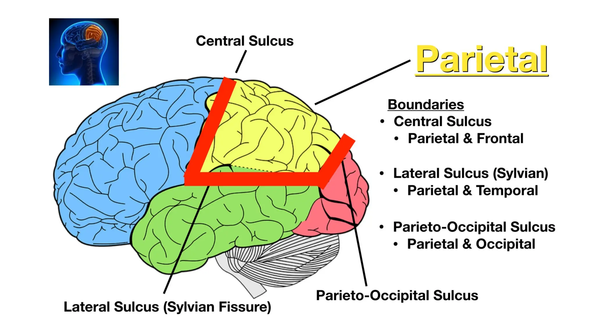 lobes of brain ( parietal, temporal, occipital) | PPTX
