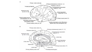 lobes of brain ( parietal, temporal, occipital) | PPTX