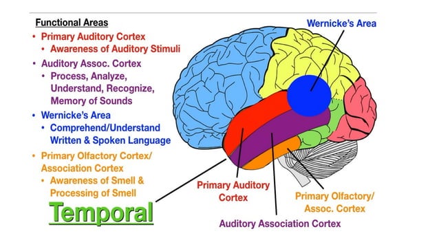 lobes of brain ( parietal, temporal, occipital) | PPTX