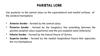lobes of brain ( parietal, temporal, occipital) | PPTX