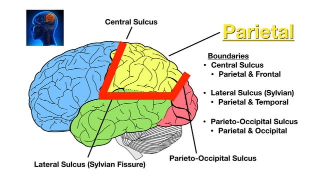 lobes of brain ( parietal, temporal, occipital) | PPTX