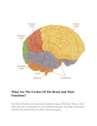 Lobes of the brain | PDF