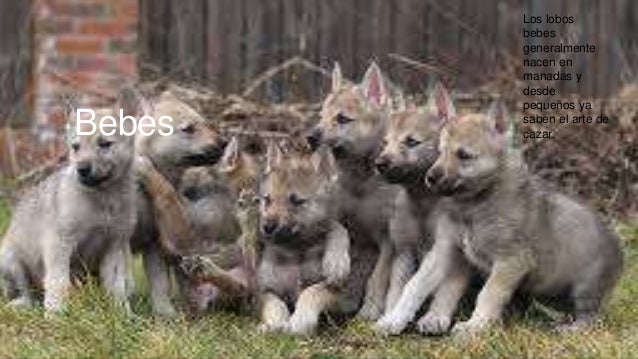 Los lobos bebés - Imagui