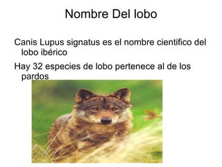 Lobo | ODP