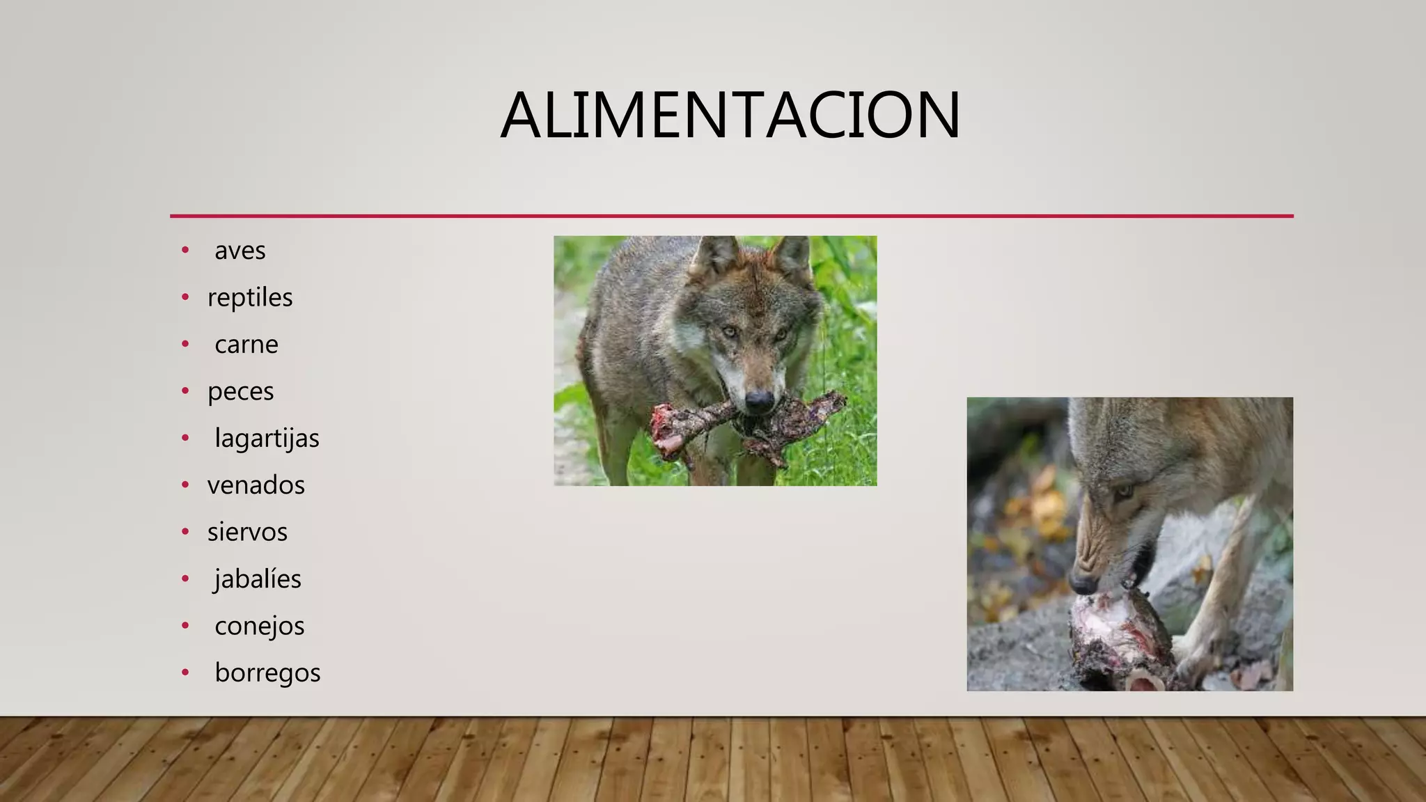 Lobo gris mexicano | PPT
