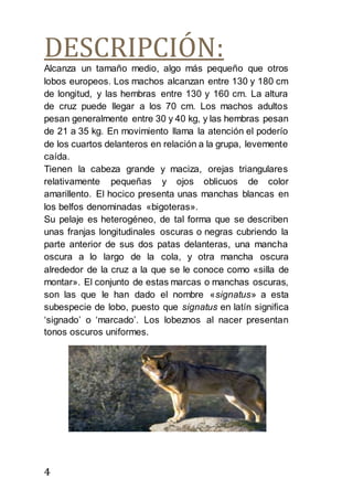 Lobo iberico copiar | PDF