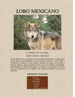 Lobo Mexicano Pdf